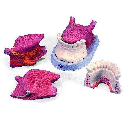 Tongue Model 2.5 Times Life Size 4 Part | Health and Care