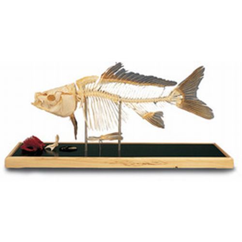 Fish Skeleton - Carp Cyprinus Carpio | Health and Care
