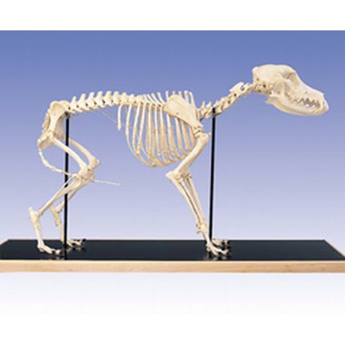 Dog Skeleton Canis Domesticus | Health and Care