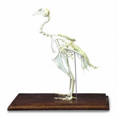 Pheasant Skeleton Phasianus Colchicus | Health and Care
