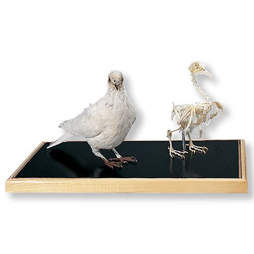 Dove Skeleton And Stuffed Dove Columba Palumbus | Health and Care