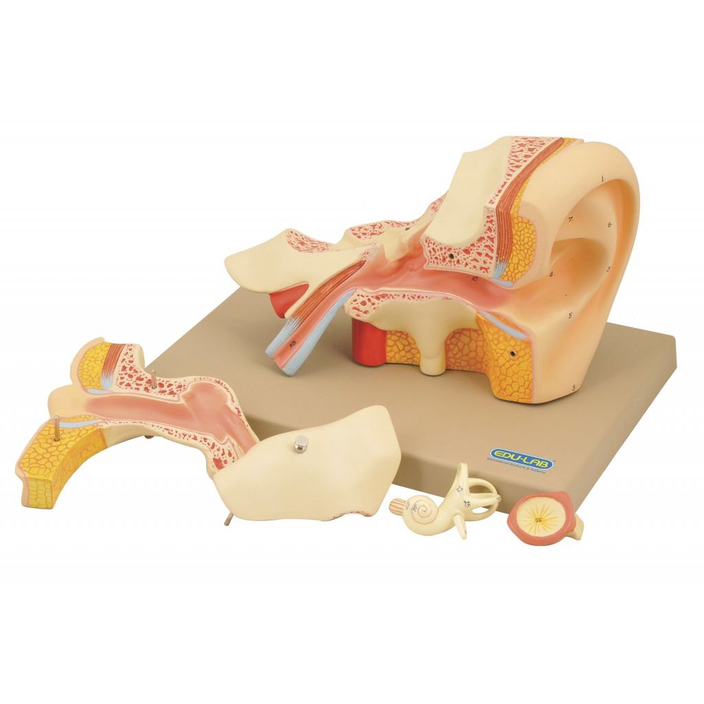 The Model: Ear (4 times, 5 parts) Left | Health and Care