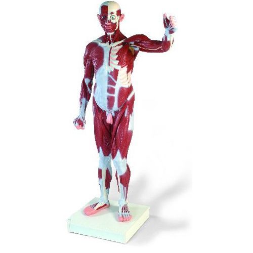 Life Size Male Muscular Figure 37-Part | Health and Care