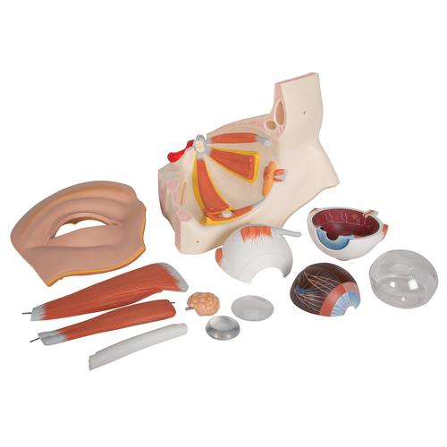 Anatomical Human Eye Model with 12 Parts | Health and Care