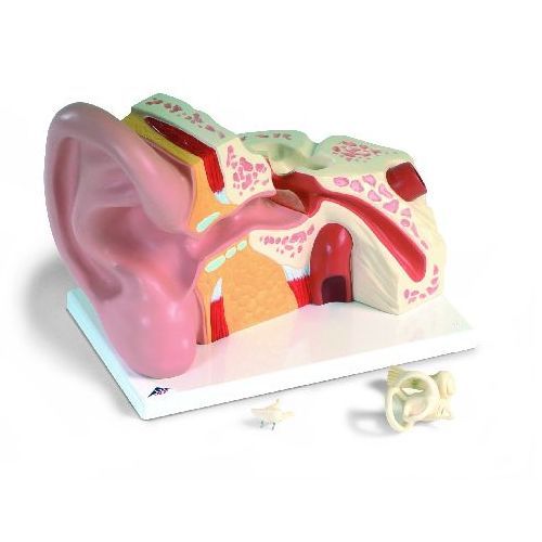 Giant Ear 5 Times Full-Size 3 Part | Health and Care
