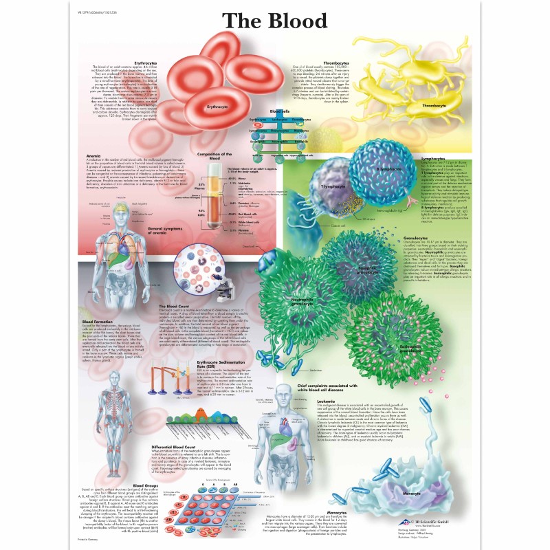 Microanatomy and Pathology Blood Chart | Health and Care