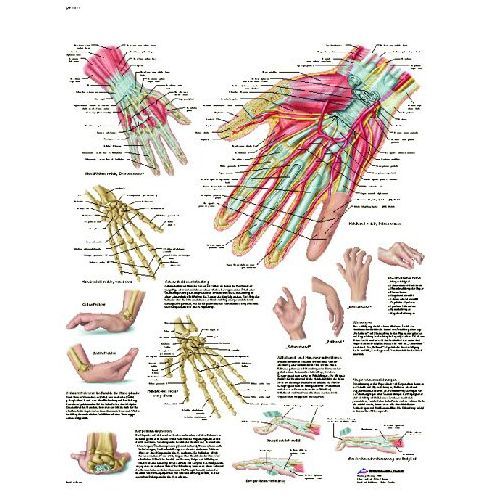 Hand And Wrist Chart - Anatomy And Pathology | Health and Care