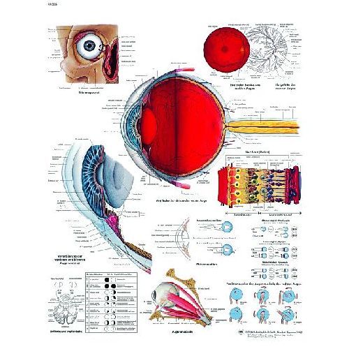 Human Eye Chart (Paper) | Health and Care