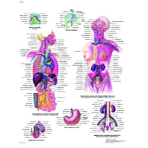 Lymphatic System Chart | Health and Care
