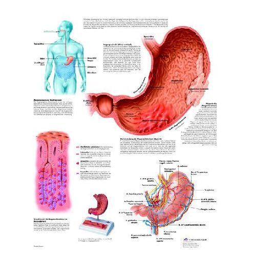 The Stomach Chart | Health and Care