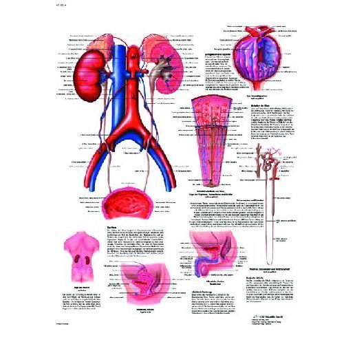 The Urinary Tract - Anatomy And Physiology | Health and Care