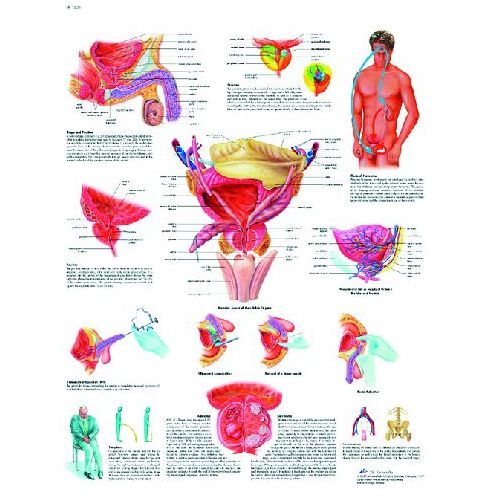 The Prostate Gland Chart | Health and Care