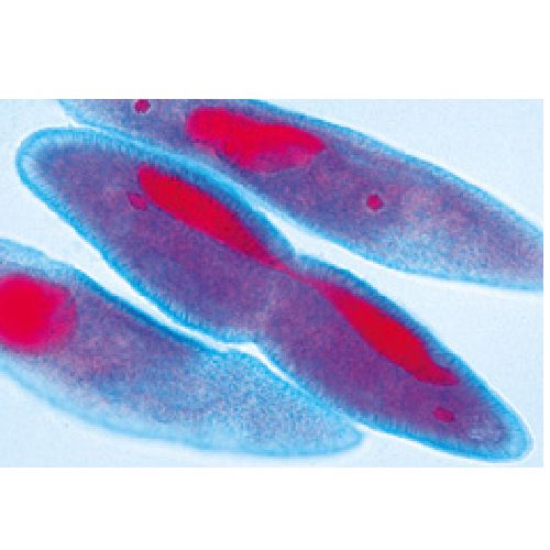 Protozoa - English Slides | Health and Care