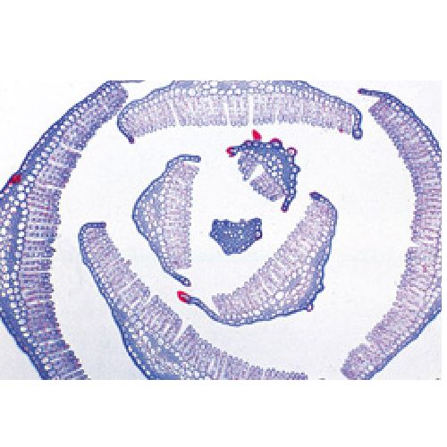 Bryophyta Liverworts And Mosses - English Slides | Health and Care