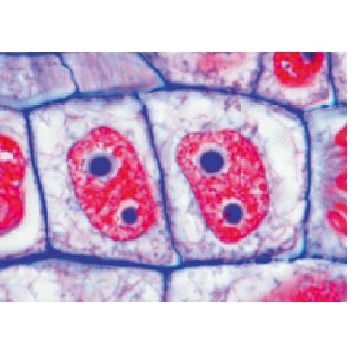 Plant Cell - English Slides | Health and Care