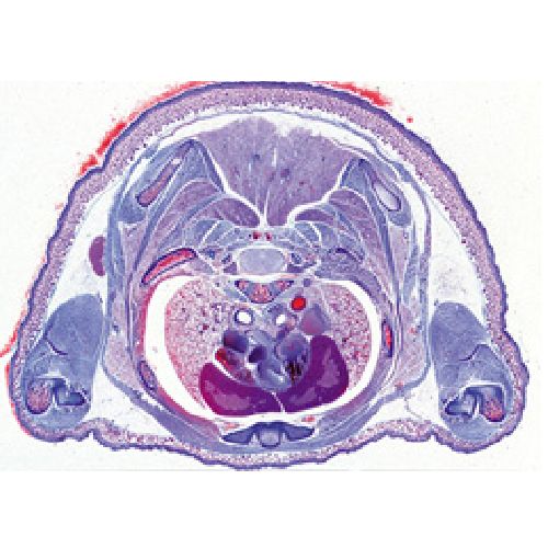 Pig Embryology Sus Scrofa - English Slides | Health and Care