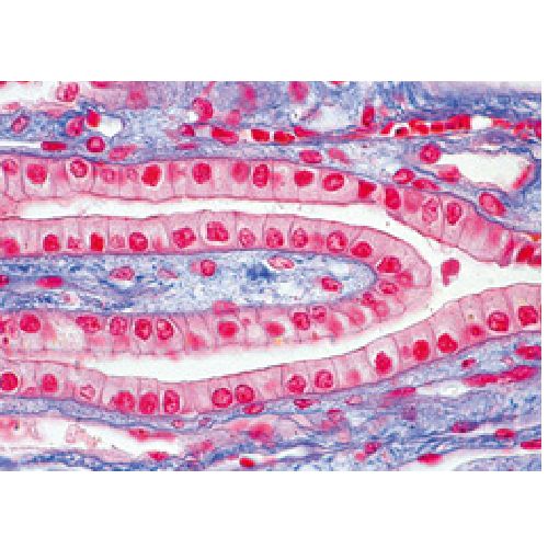 Normal Human Histology Large Set Part Ii. - Portuguese Slides | Health ...