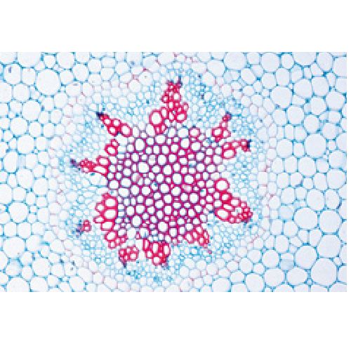 Arrangement And Types Of Vascular Bundles - French | Health and Care