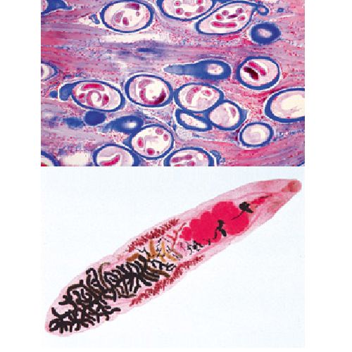 General Parasitology - English Slides | Health and Care