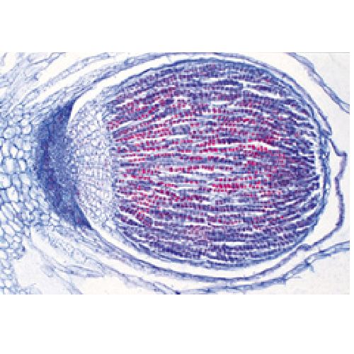 Cryptogamae Elementary Set - English Slides | Health and Care