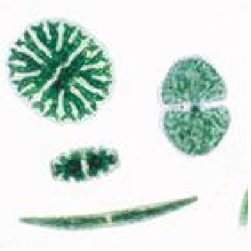 Cryptogamae Supplementary Set I - English Slides | Health and Care