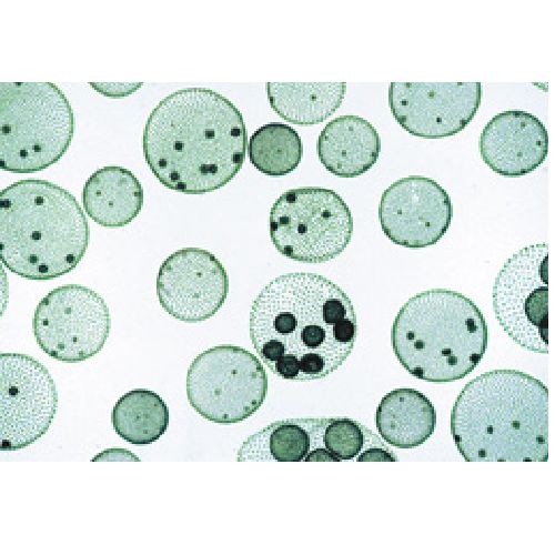 The Microscopic Life In The Water Part Ii - English Slides | Health and ...