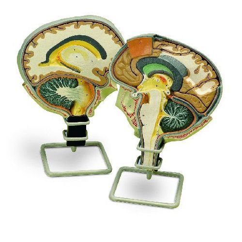 Brain Section Model With Medial And Sagittal Cuts | Health and Care