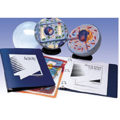 Plant Cell Model | Health and Care