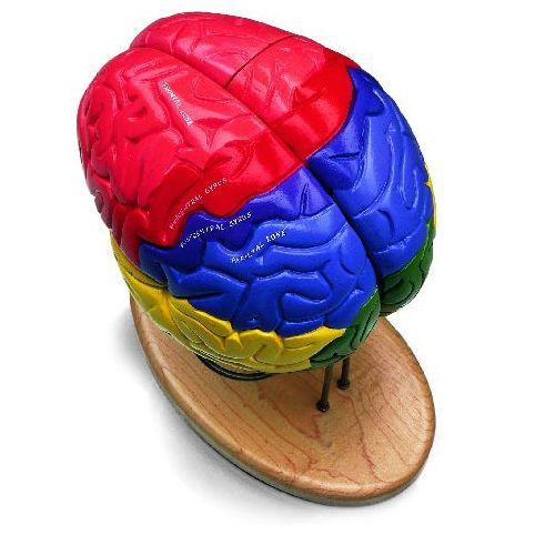 Giant Functional-Center Brain 4 Part | Health and Care