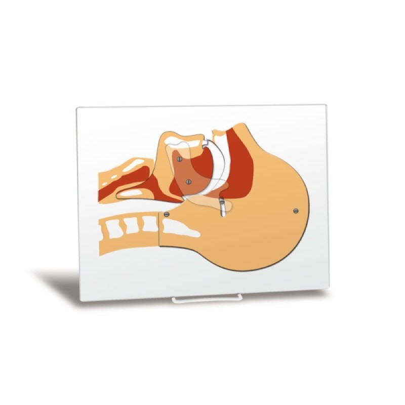Airway Simulation Board | Health and Care