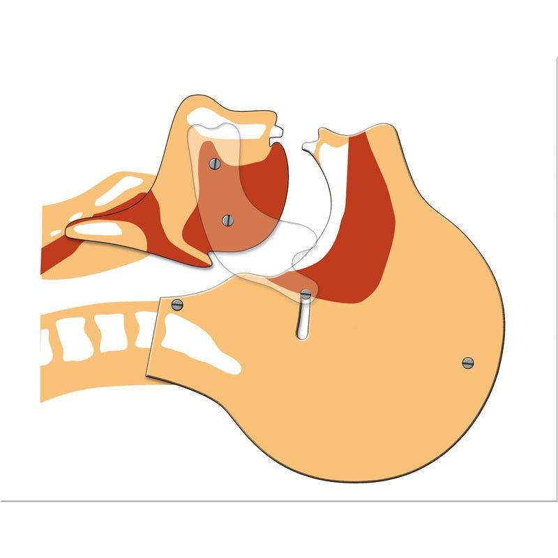 Airway Simulation Board | Health and Care