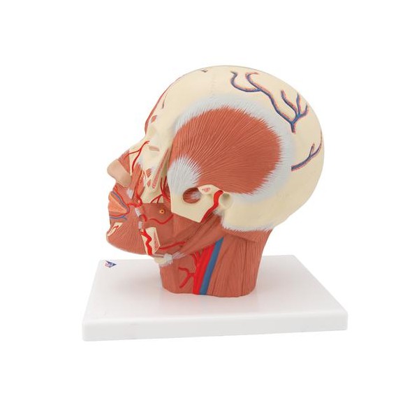 Anatomical Head Musculature Model | Health and Care