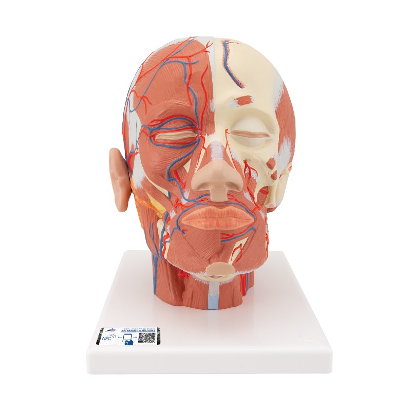 Anatomical Head Musculature Model | Health and Care