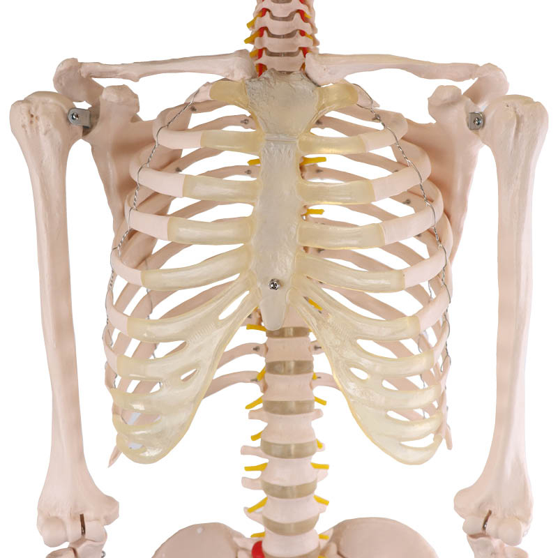 Anatomical Model Life-Size Skeleton | Health and Care