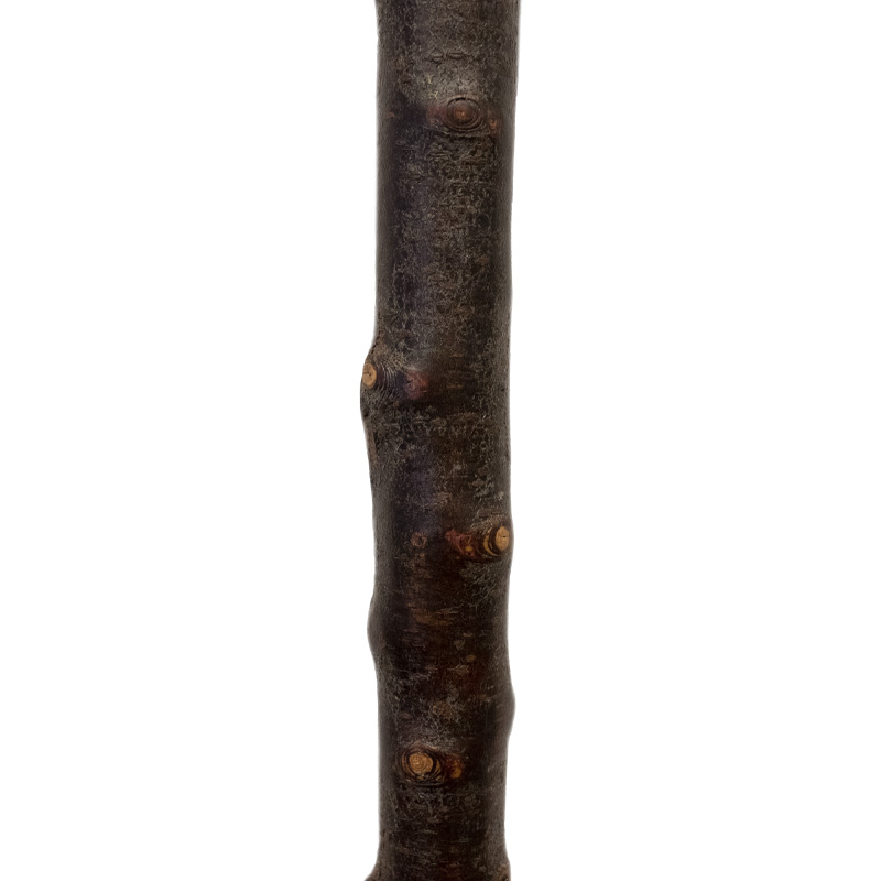 Blackthorn Thumbstick Hiking Stick | Health and Care