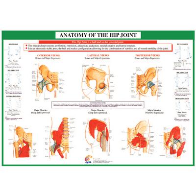 Muscle Anatomy Chart Anterior Chartex Ltd