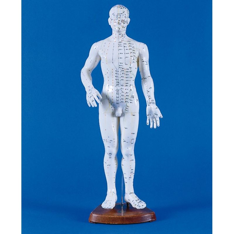 Chinese Acupuncture Figure, Male | Health and Care