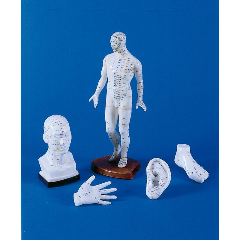 Chinese Acupuncture Set, 5 Models | Health and Care