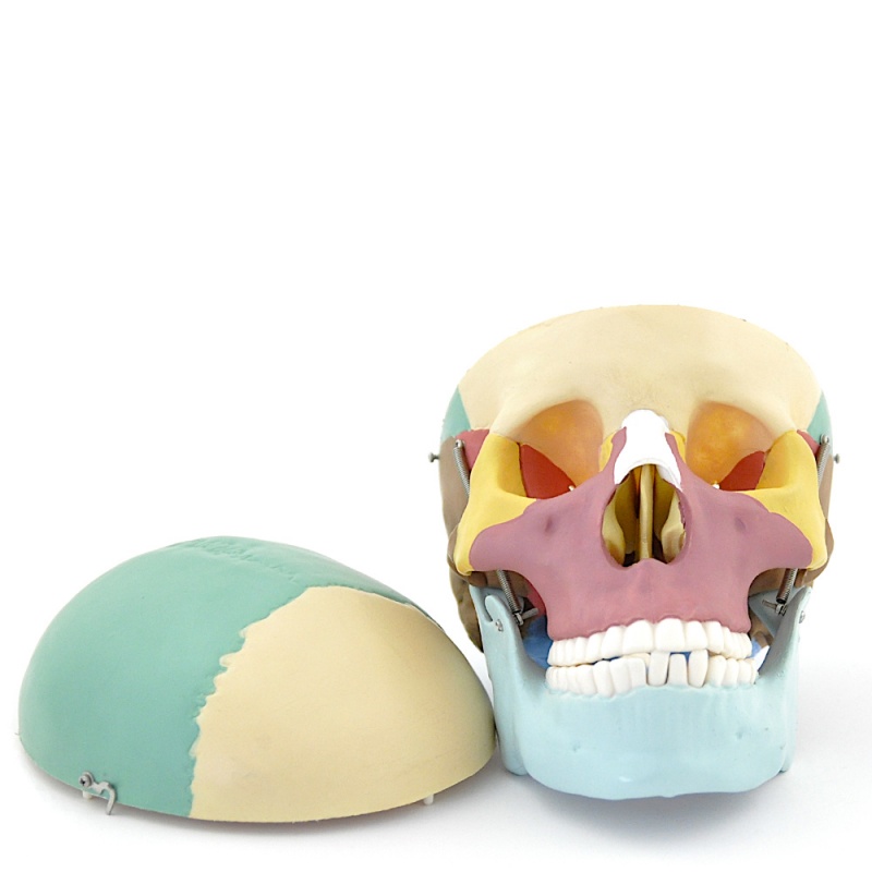 Coloured Skull Model for Teaching and Demonstration | Health and Care