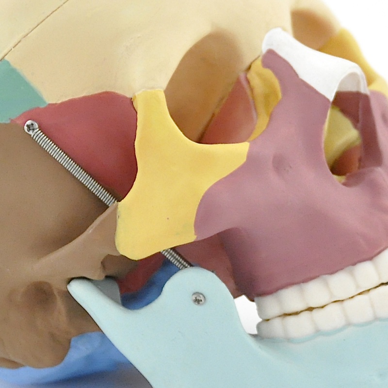 Coloured Skull Model for Teaching and Demonstration | Health and Care