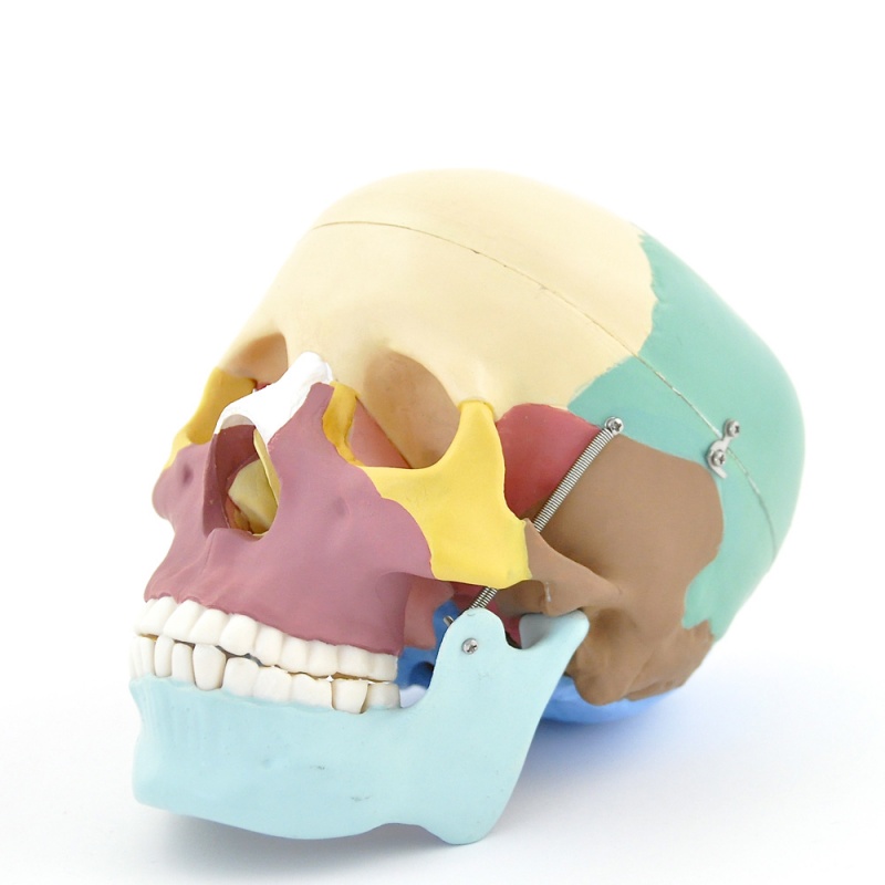 Coloured Skull Model for Teaching and Demonstration | Health and Care