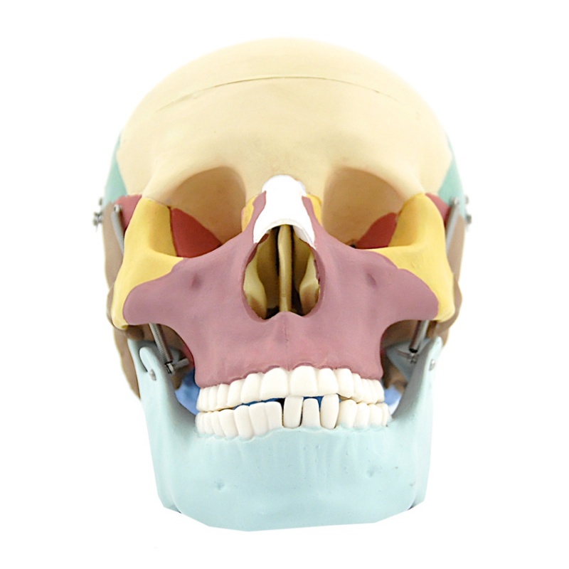 Coloured Skull Model for Teaching and Demonstration | Health and Care