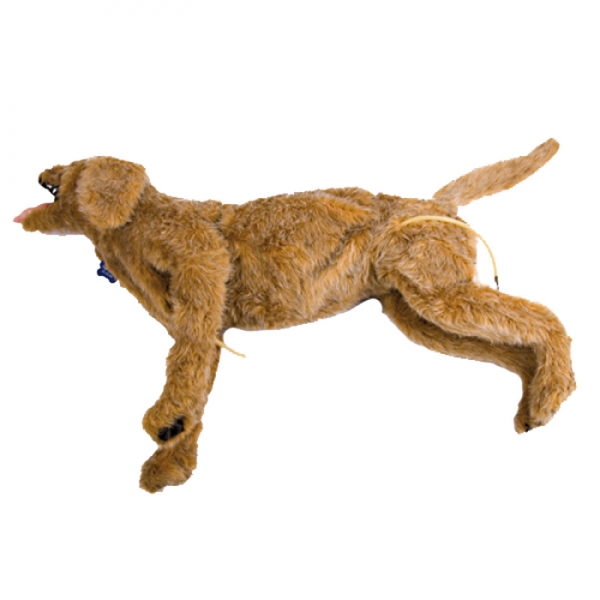 Full-Sized Realistic Canine Dog Manikin | Health and Care