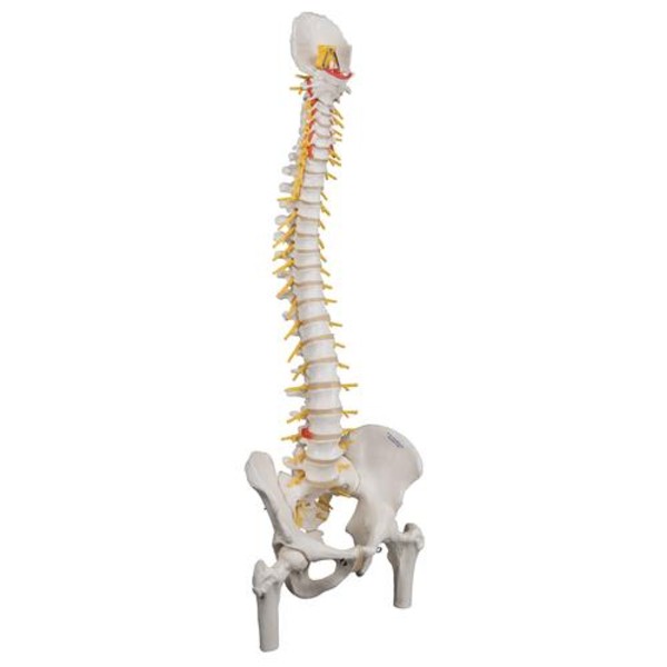 Deluxe Flexible Spine Anatomical Model | Health and Care