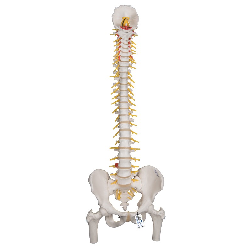 Deluxe Flexible Spine Anatomical Model | Health and Care