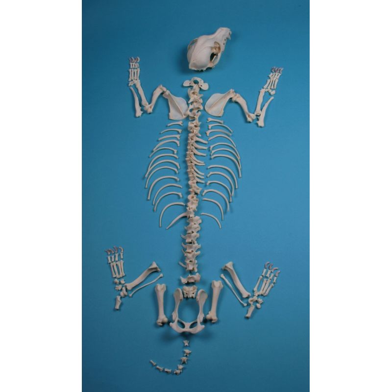 Life Size Dog Skeleton | Health and Care
