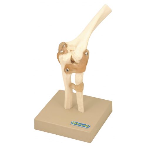 Human Elbow Joint Model on Base | Health and Care