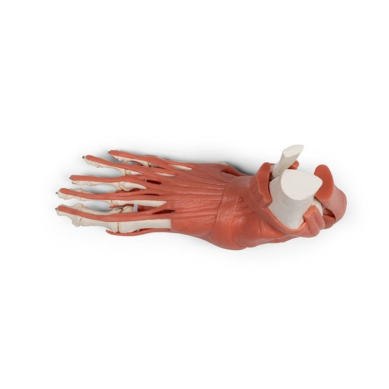 Erler Zimmer Foot Muscles & Tendons Model | Health and Care