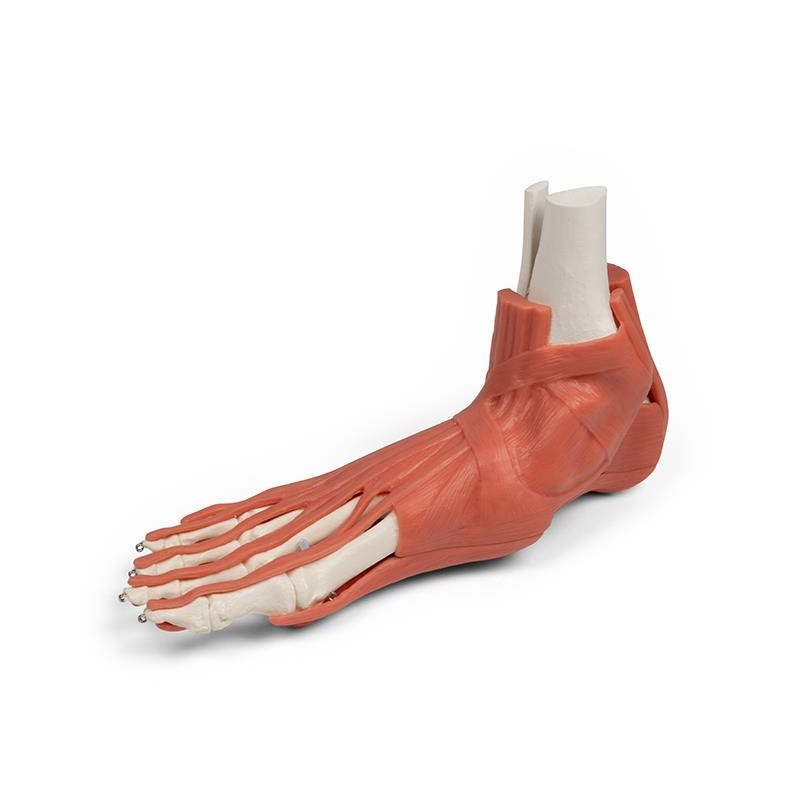 Erler Zimmer Foot Muscles & Tendons Model | Health and Care