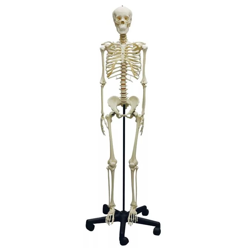 Erler Zimmer Adolescent Skeleton Model | Health and Care